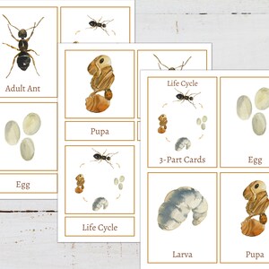 ANT LIFE CYCELE, Homeschool, Montessori, Instant Download - Etsy