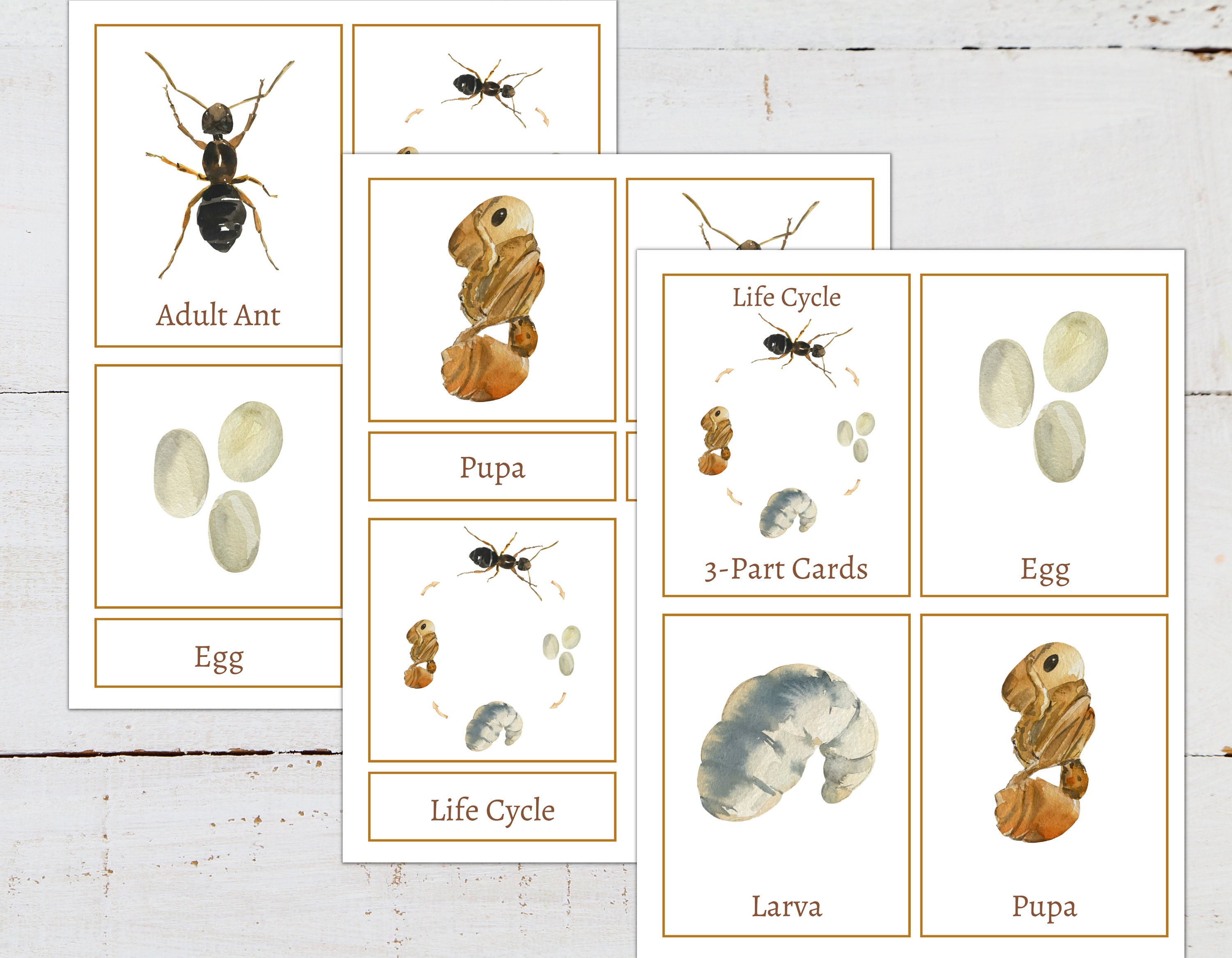 ANT LIFE CYCELE, Homeschool, Montessori, Instant Download - Etsy