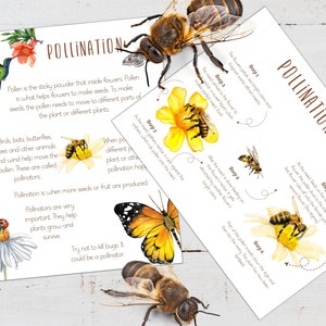POLLINATOR Unit Study, Anatomy, Nature Study, Science, Homeschool ...