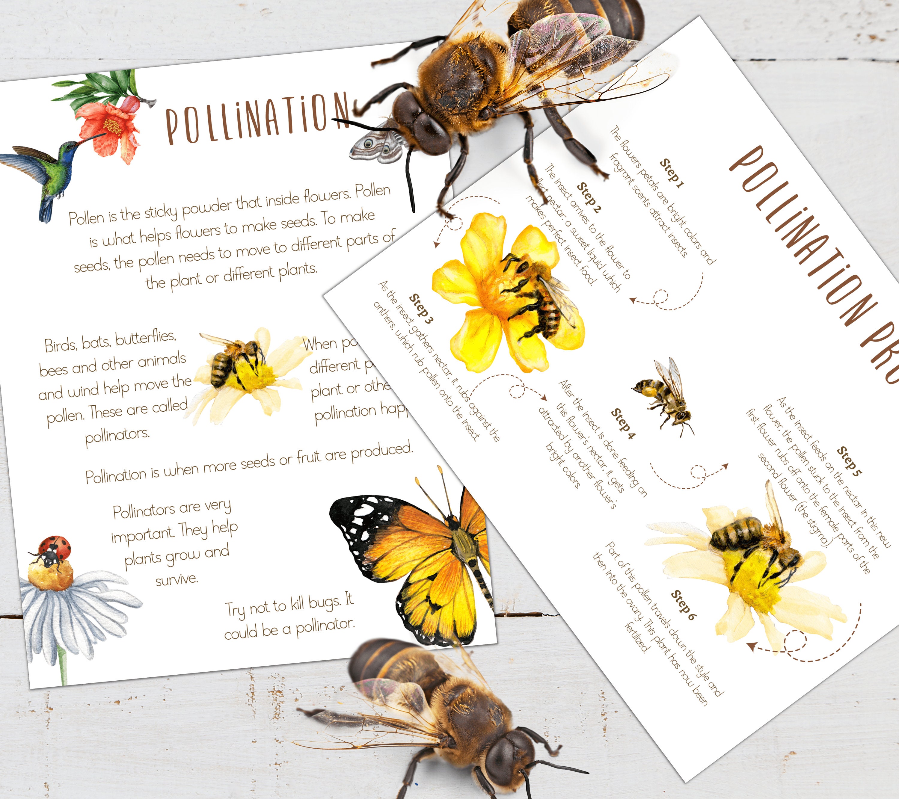POLLINATOR Unit Study, Anatomy, Nature Study, Science, Homeschool ...