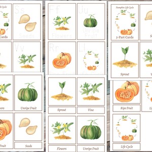 PUMPKIN Mini Unit Study, Life Cycle, Anatomy, Nature Study, Science ...