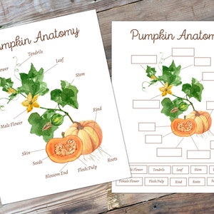 PUMPKIN Anatomy Poster, Labeling and Tracing Activity, Homeschool ...