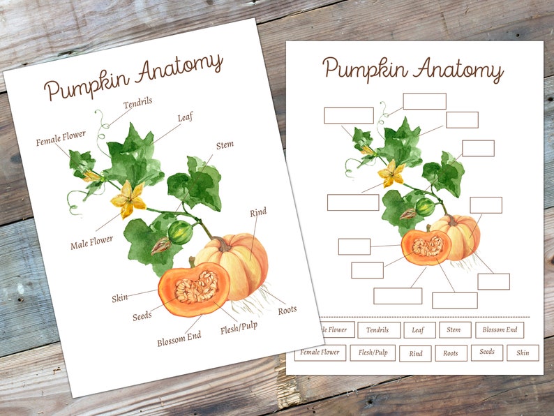 PUMPKIN Anatomy Poster, Labeling and Tracing Activity, Homeschool ...