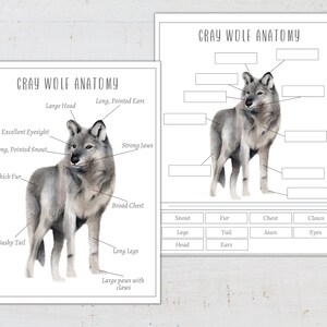 WOLF Mini Unit Study, Life Cycle, Anatomy, Nature Study, Science ...