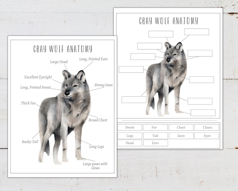 WOLF Mini Unit Study, Life Cycle, Anatomy, Nature Study, Science ...