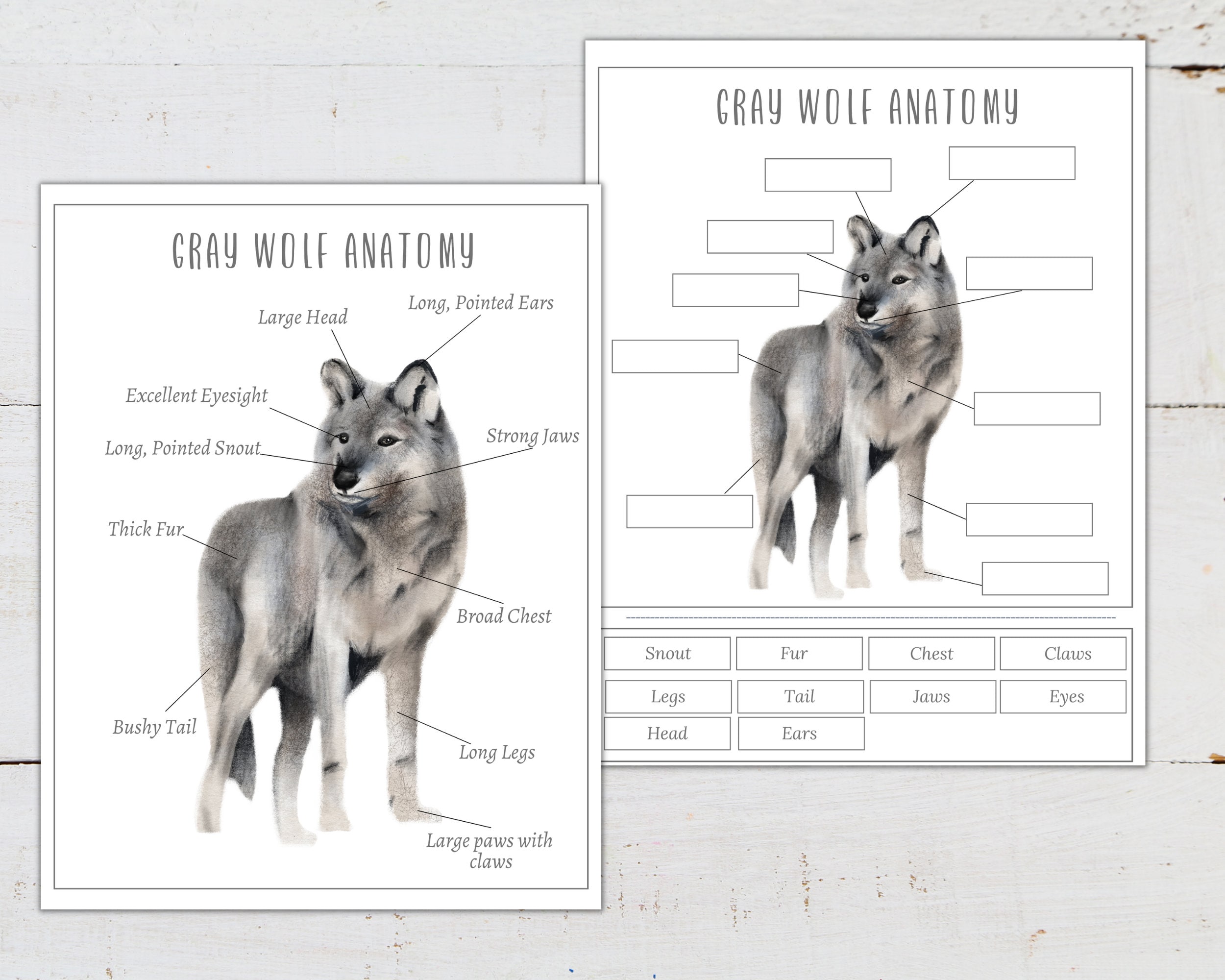 WOLF Mini Unit Study, Life Cycle, Anatomy, Nature Study, Science ...