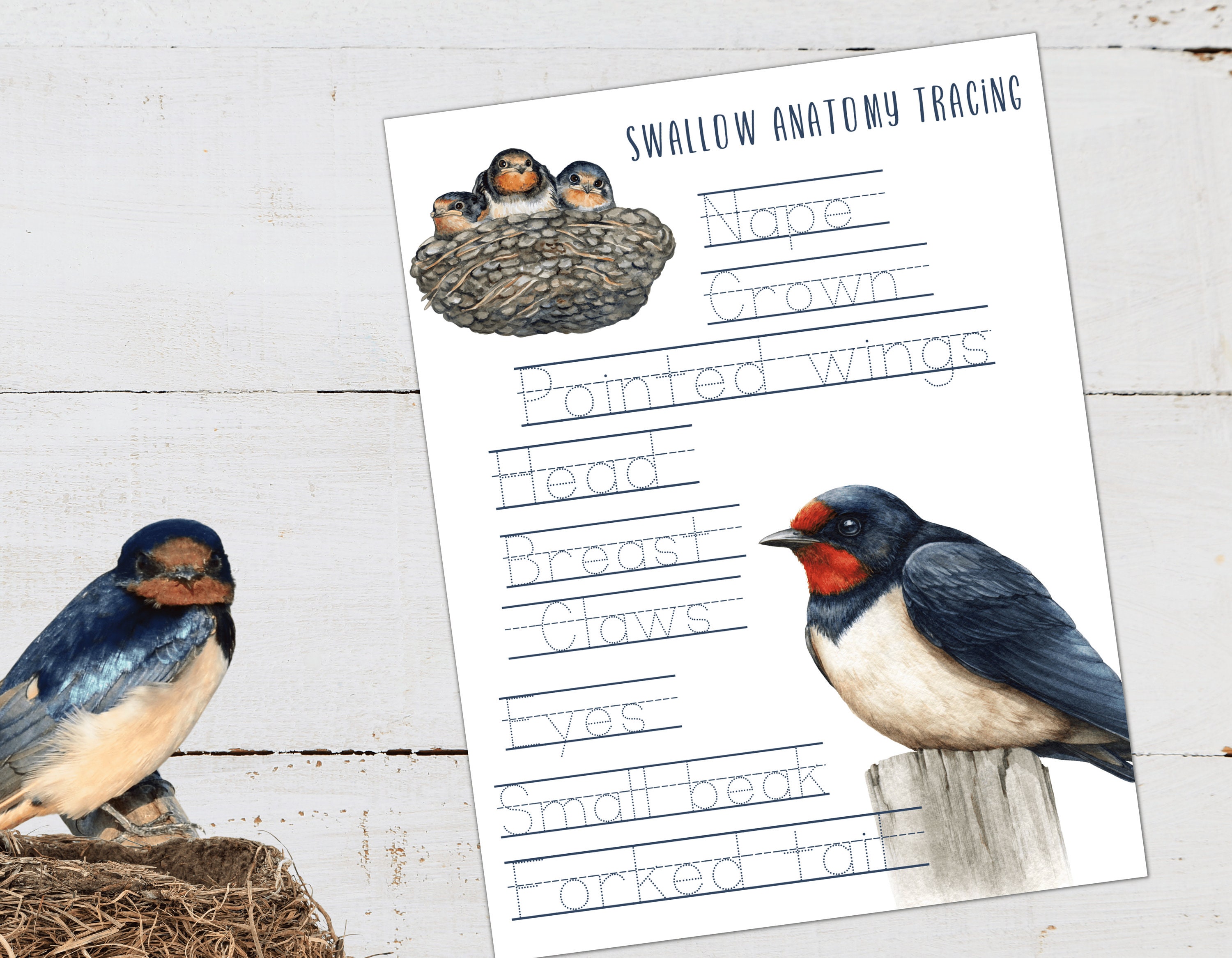 BARN SWALLOW Anatomy Poster, Labeling and Tracing Activity, Homeschool ...