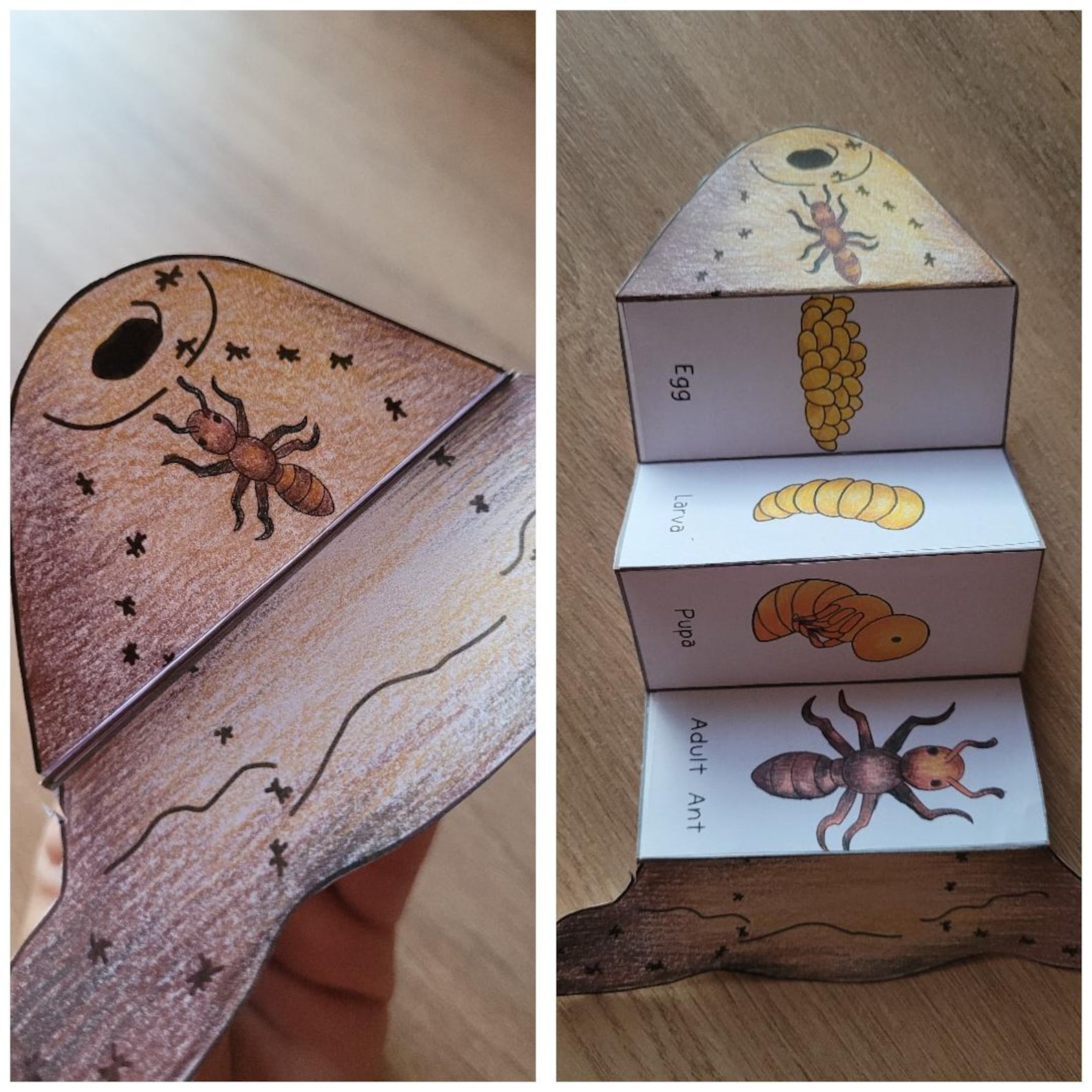 Ant Life Cycle Foldable Template, Kids' Science Craft, A4 and 11x8.5 In ...