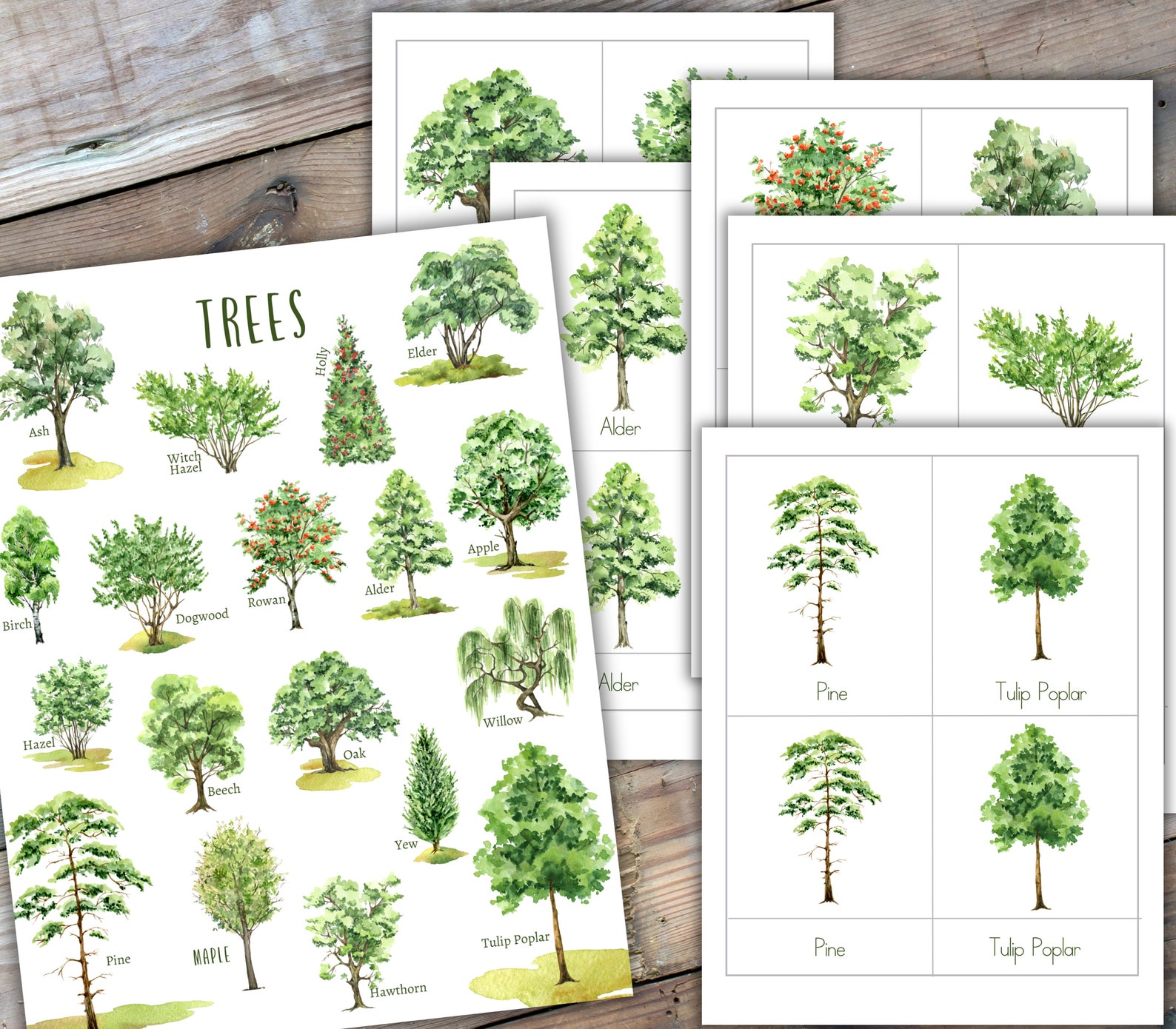 TREE Unit Study, Life Cycle, Anatomy, Nature Study, Science, Homeschool ...