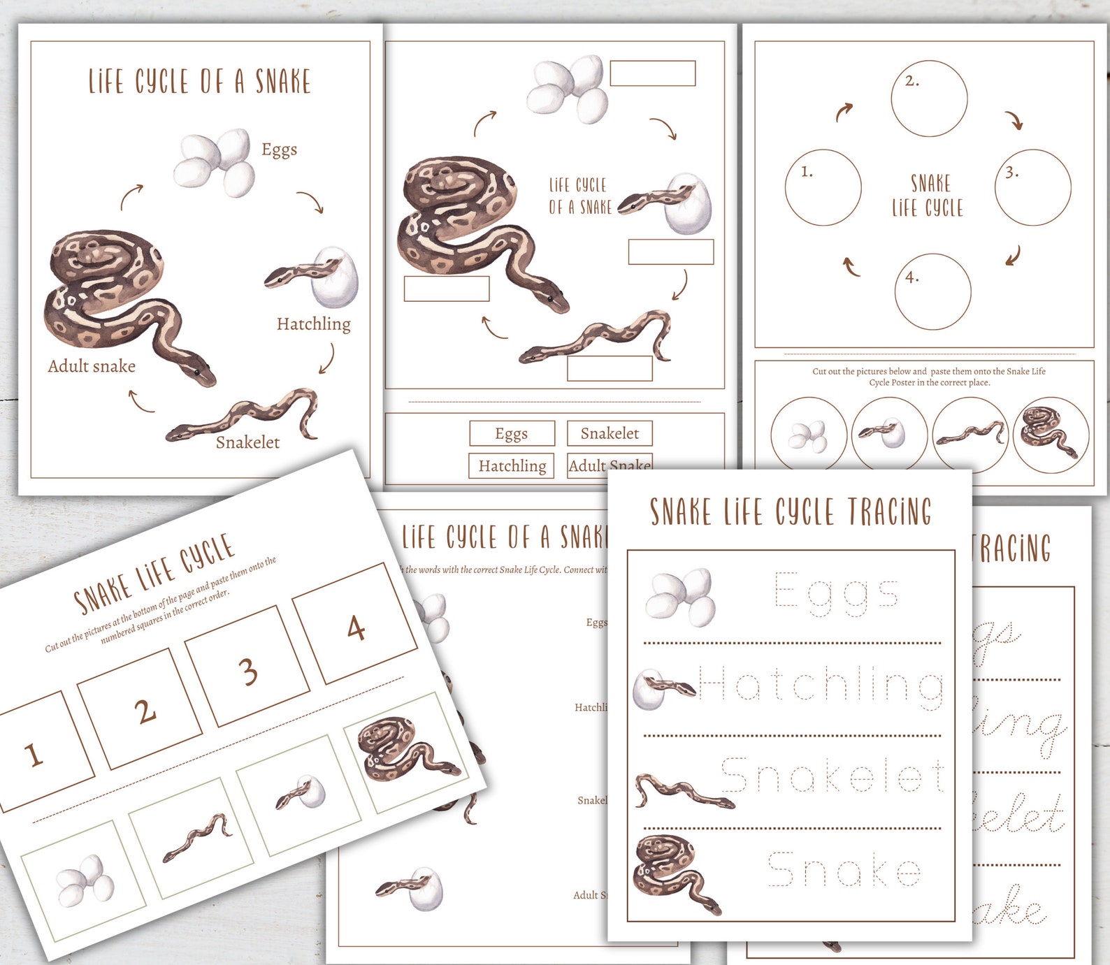 SNAKE Unit Study, Life Cycle, Anatomy, Nature Study, Science ...