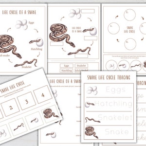SNAKE Unit Study, Life Cycle, Anatomy, Nature Study, Science ...