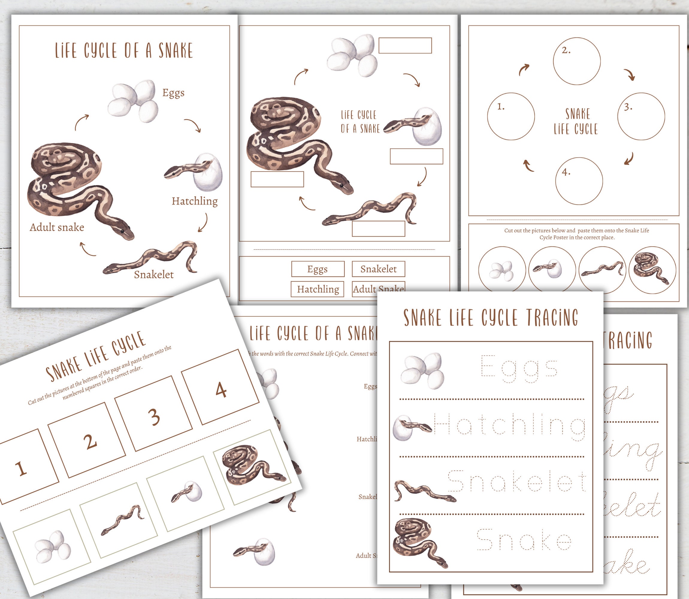 SNAKE Unit Study, Life Cycle, Anatomy, Nature Study, Science ...