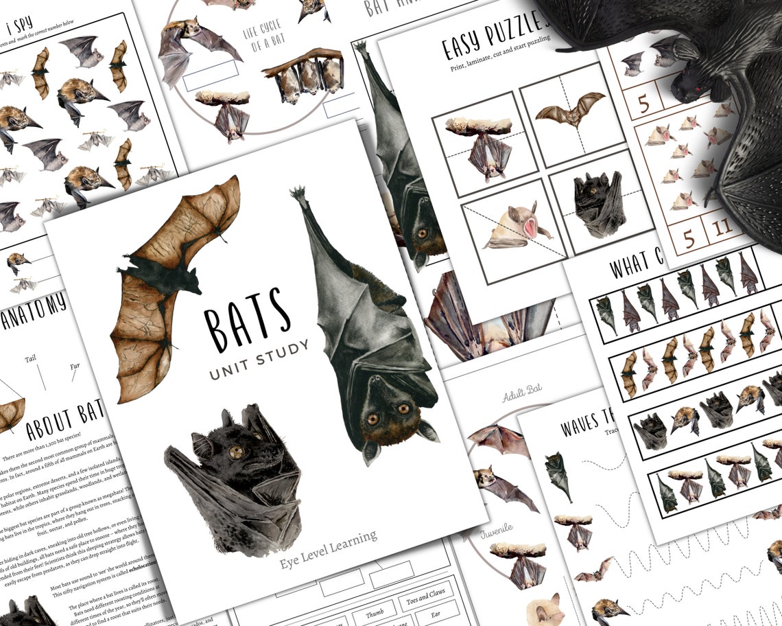 BAT Unit Study, Life Cycle, Anatomy, Nature Study, Science, Homeschool ...