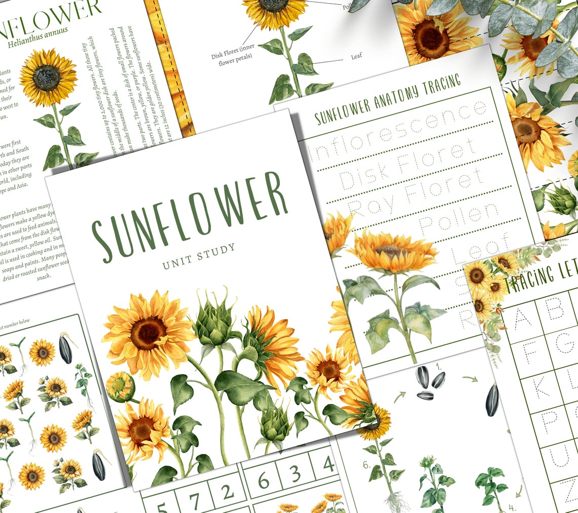 SUNFLOWER Unit Study, Life Cycle, Anatomy, Nature Study, Science ...
