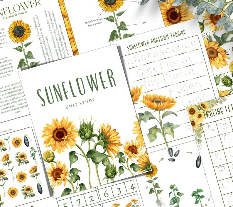 SUNFLOWER Unit Study, Life Cycle, Anatomy, Nature Study, Science ...