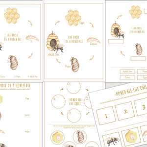 BEE Unit Study, Life Cycle, Anatomy, Nature Study, Science, Homeschool ...
