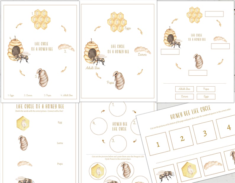 BEE Unit Study, Life Cycle, Anatomy, Nature Study, Science, Homeschool ...