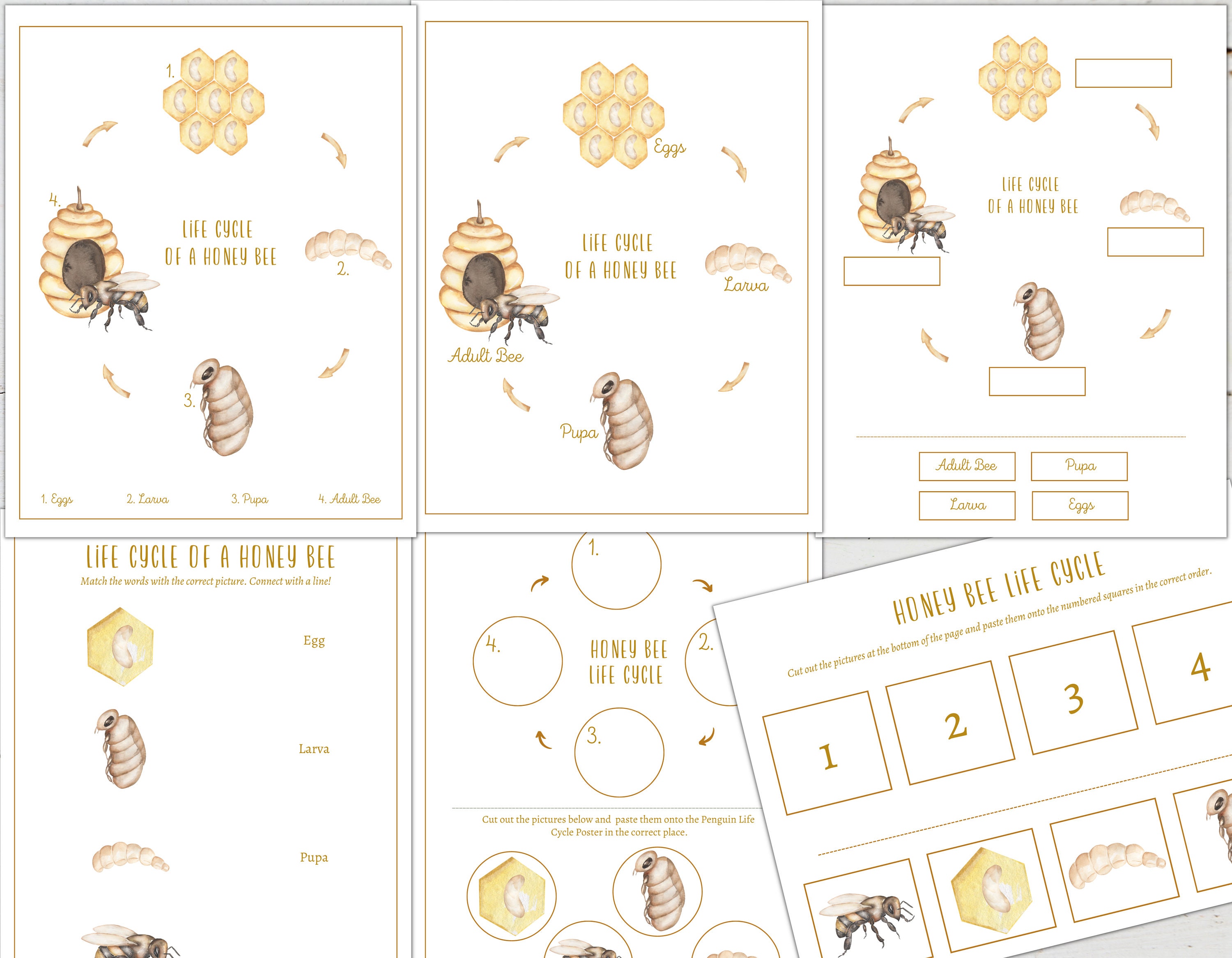 BEE Unit Study Life Cycle Anatomy Nature Study Science - Etsy