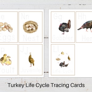 TURKEY Mini Unit Study, Life Cycle, Anatomy, Nature Study, Science ...