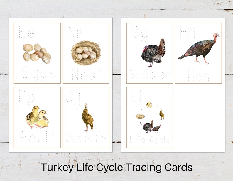 TURKEY Mini Unit Study, Life Cycle, Anatomy, Nature Study, Science ...