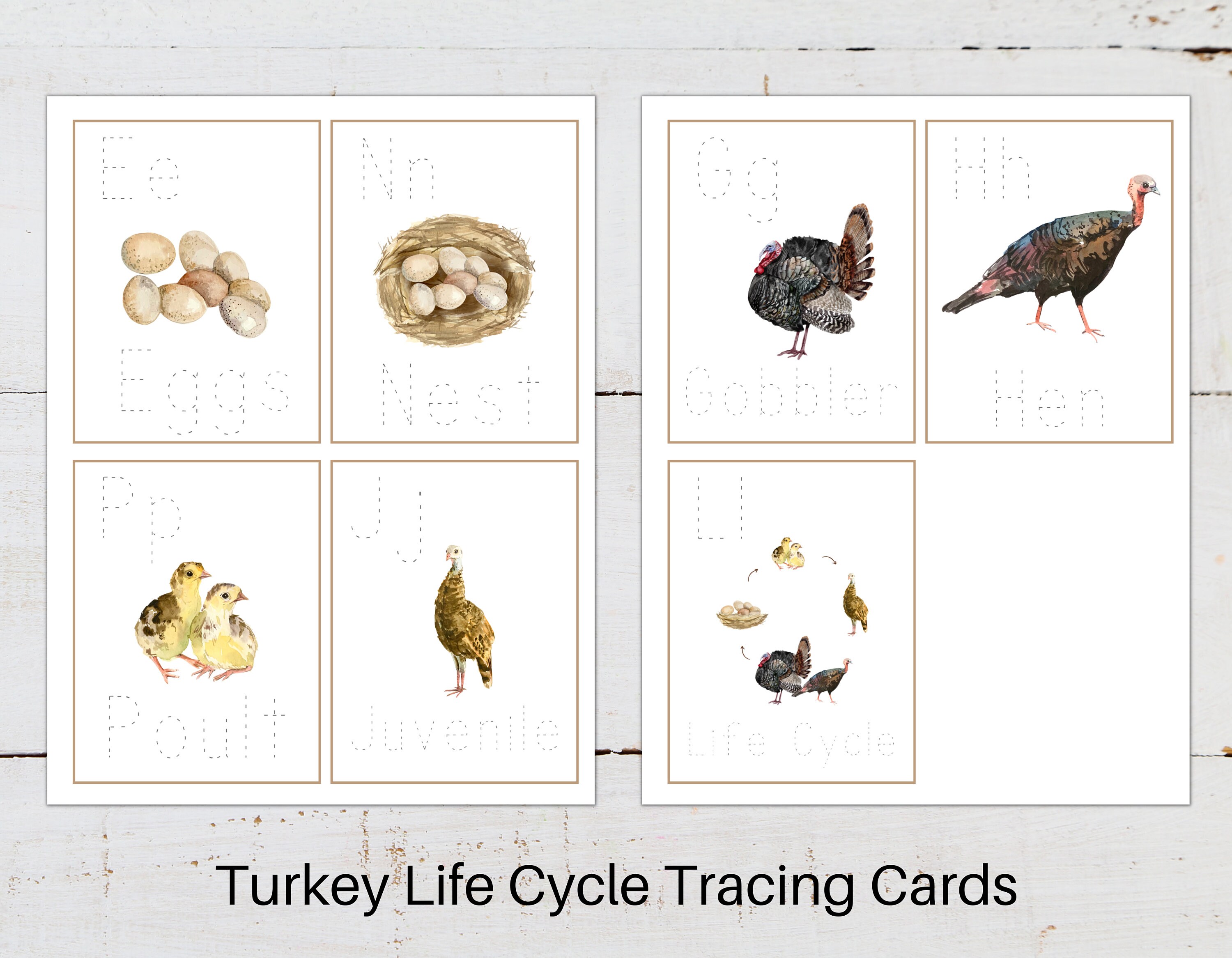 TURKEY Mini Unit Study, Life Cycle, Anatomy, Nature Study, Science ...