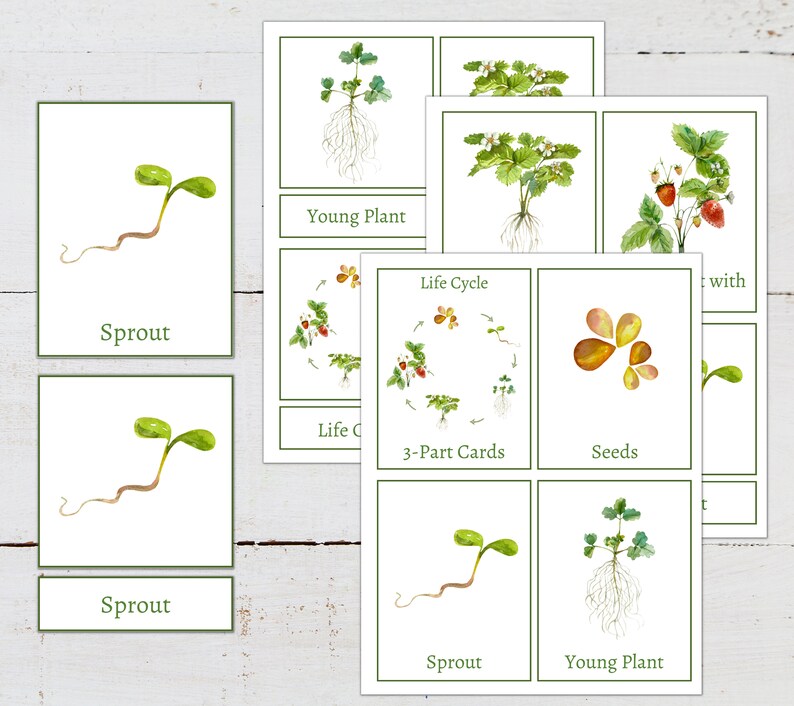 STRAWBERRY Unit Study, Life Cycle, Anatomy, Nature Study, Science ...