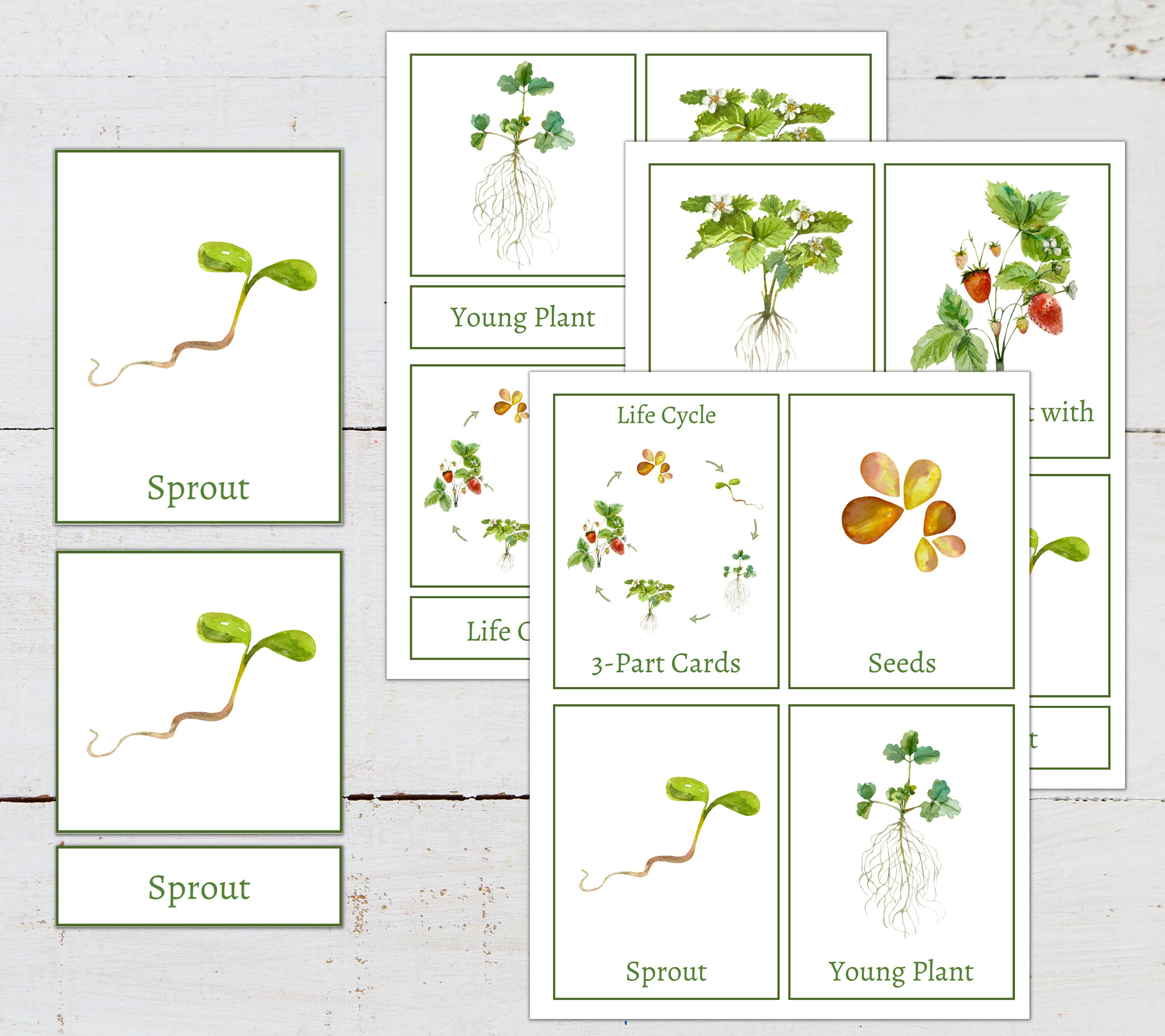 STRAWBERRY Unit Study Life Cycle Anatomy Nature Study - Etsy Canada