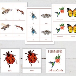 POLLINATOR Unit Study, Anatomy, Nature Study, Science, Homeschool ...