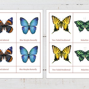 BUTTERFLY Species Mini Poster + 3-part Cards, Homeschool, Montessori ...
