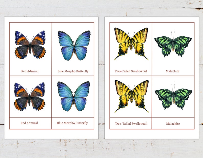 BUTTERFLY Species Mini Poster + 3-part Cards, Homeschool, Montessori ...
