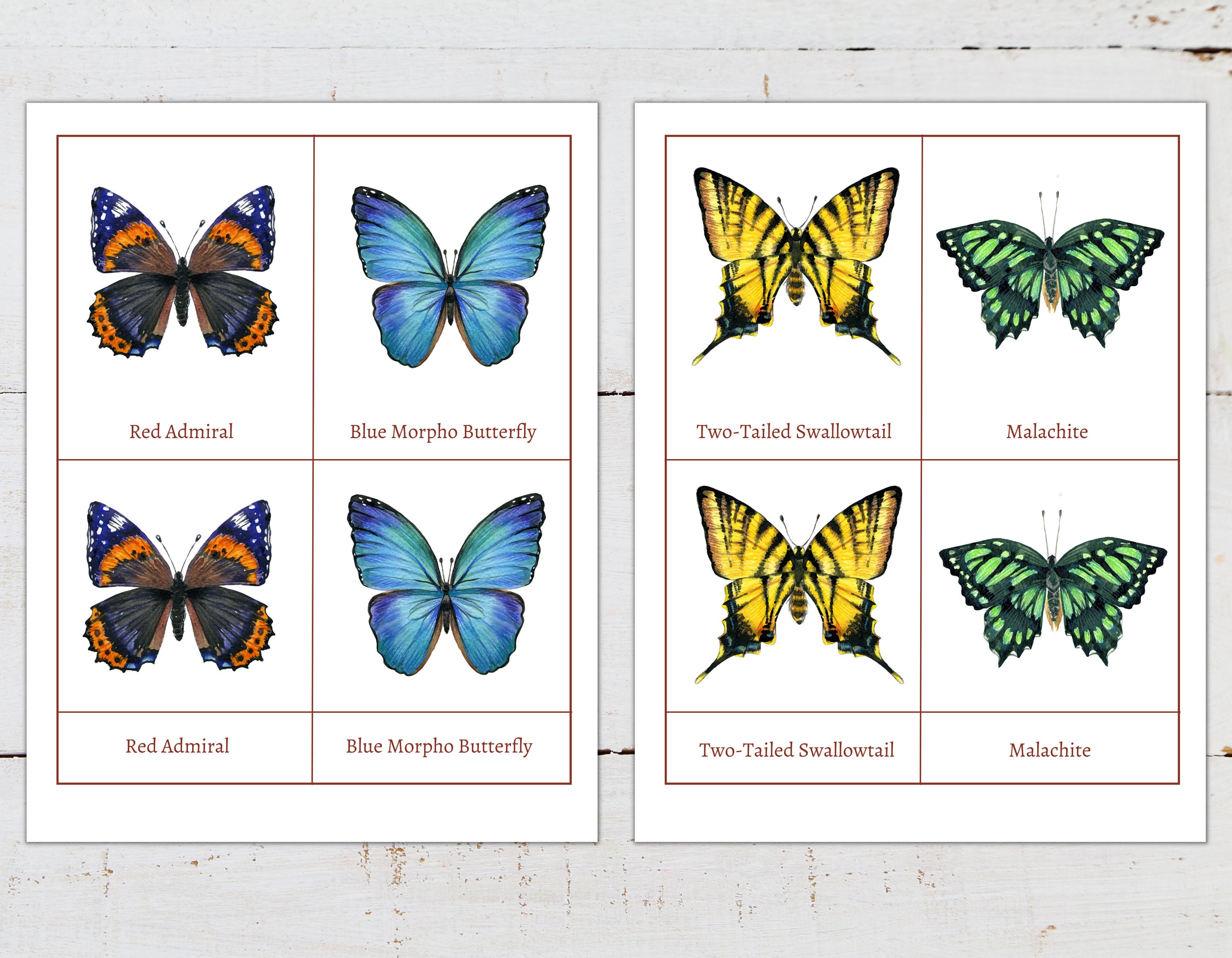 BUTTERFLY Species Mini Poster + 3-part Cards, Homeschool, Montessori ...
