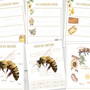 BEE Unit Study, Life Cycle, Anatomy, Nature Study, Science, Homeschool ...