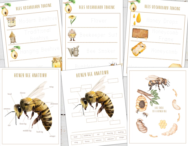 BEE Unit Study Life Cycle Anatomy Nature Study Science - Etsy