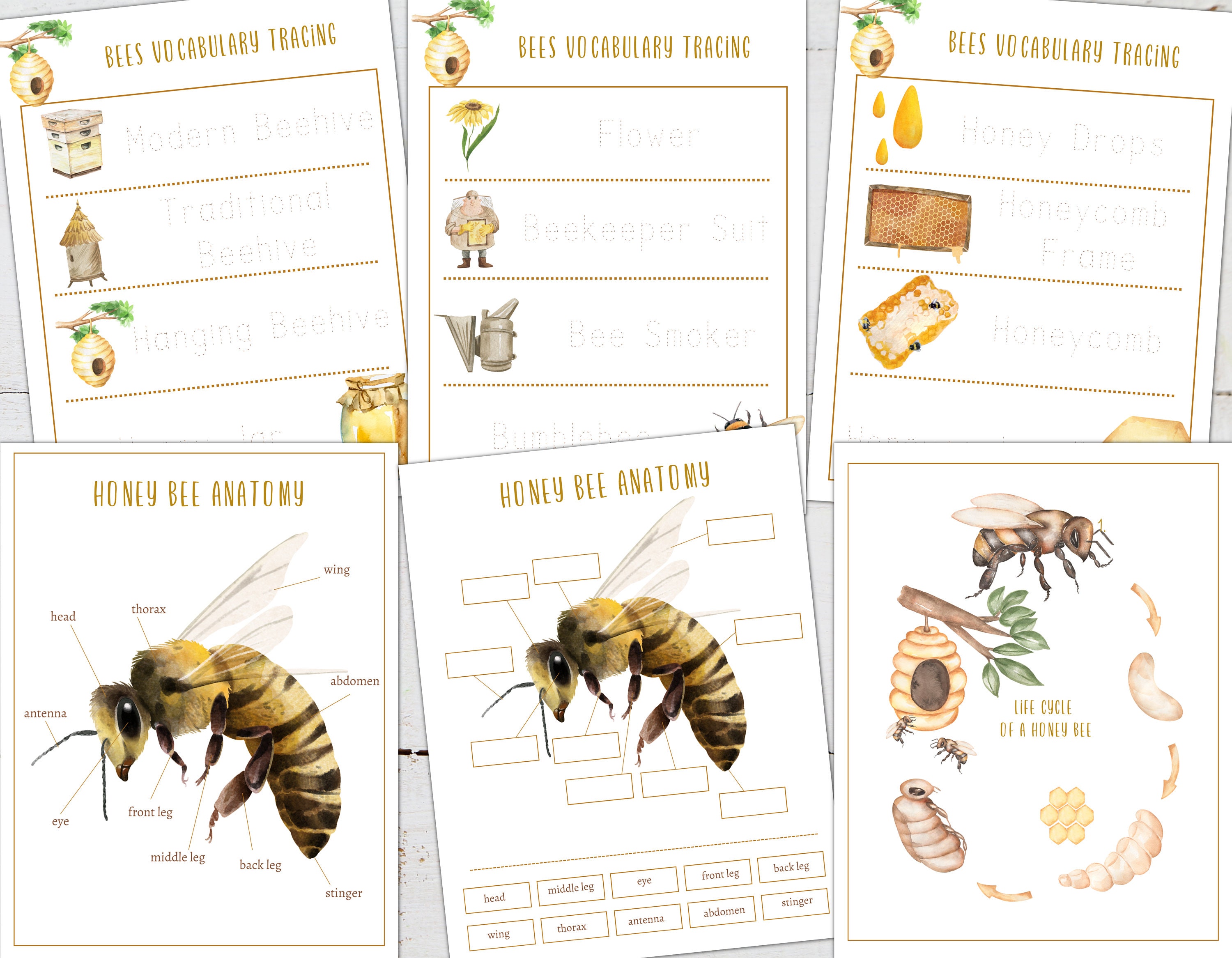 BEE Unit Study, Life Cycle, Anatomy, Nature Study, Science, Homeschool ...