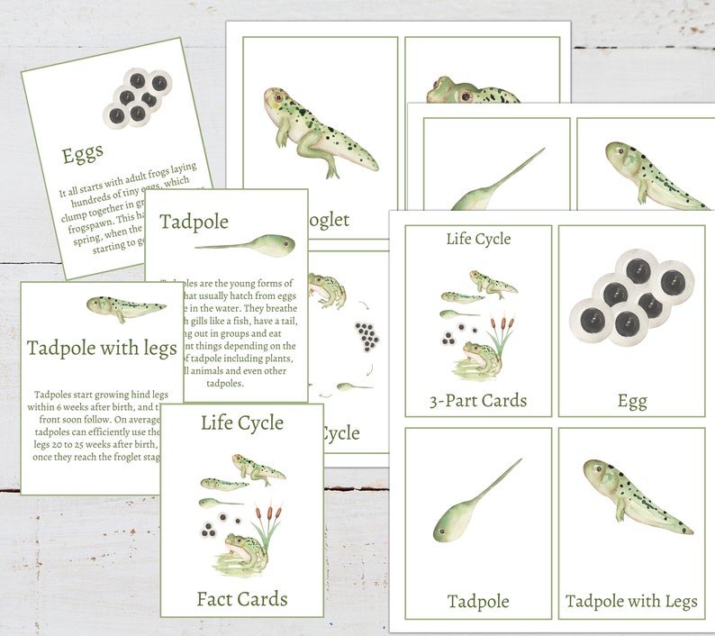 FROG Unit Study Life Cycle Anatomy Nature Study Science - Etsy