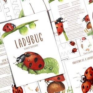 INSECTS BUNDLE, Bees, Ants, Ladybug, Butterflies Unit Studies ...