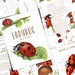 INSECTS BUNDLE, Bees, Ants, Ladybug, Butterflies Unit Studies ...