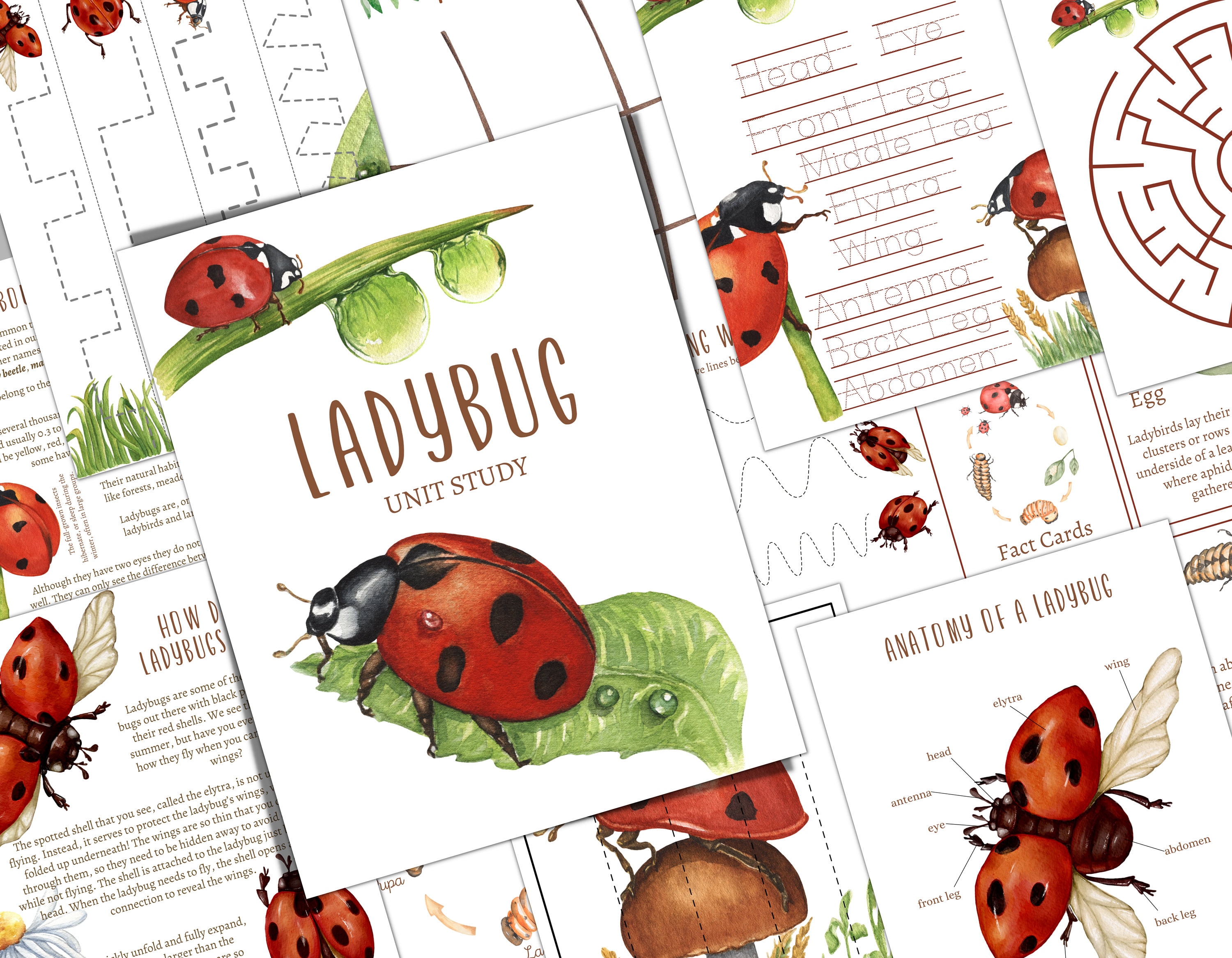 INSECTS BUNDLE, Bees, Ants, Ladybug, Butterflies Unit Studies ...