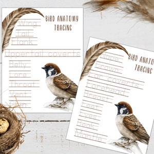 BIRD External Anatomy Poster, Labeling and Tracing Activity, Homeschool ...