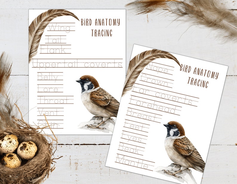 BIRD External Anatomy Poster, Labeling and Tracing Activity, Homeschool ...