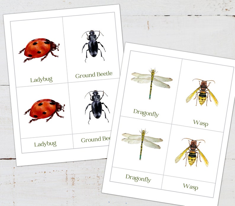 MINIBEASTS Mini Poster 3-part Cards Homeschool Montessori - Etsy