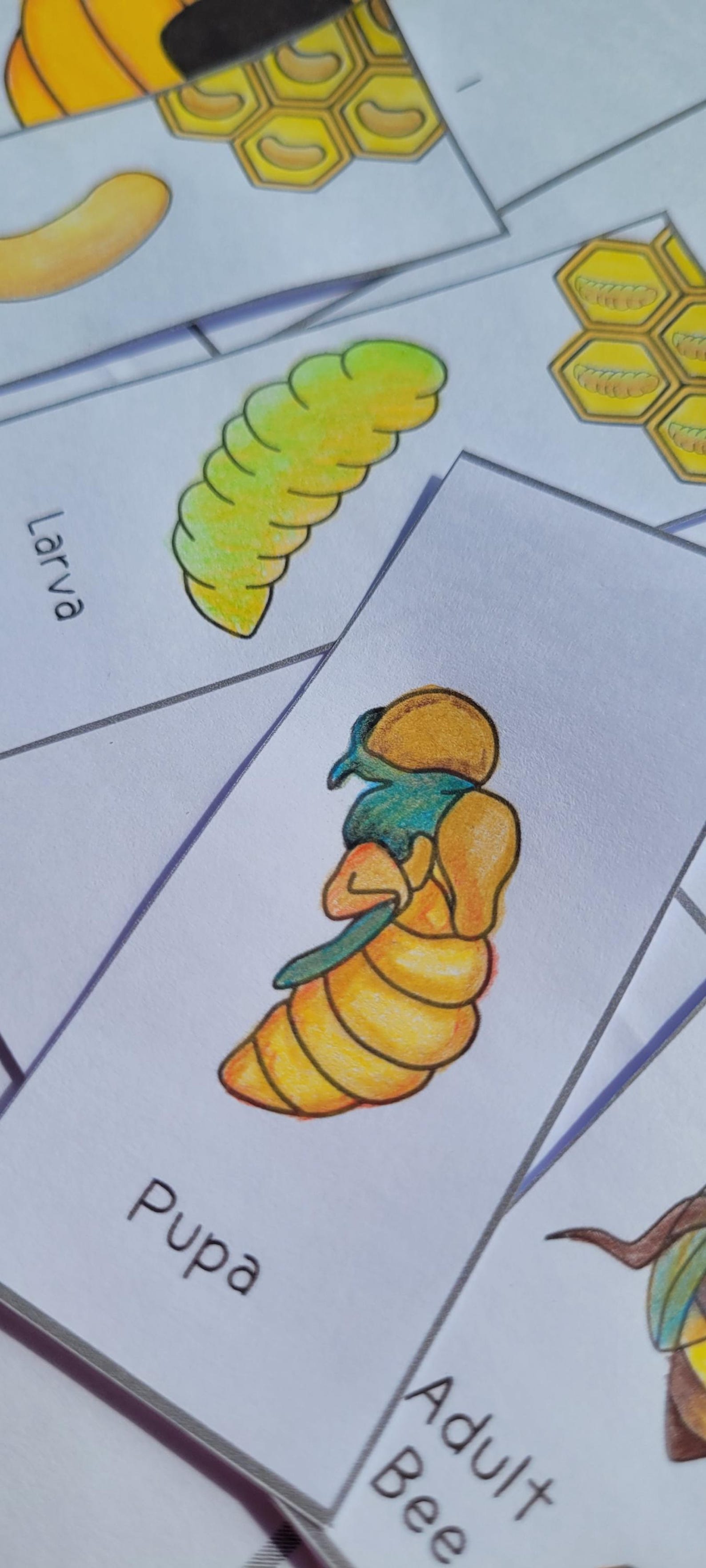 Bee Life Cycle, Honey Bee Sequence and Fold Kids' Science Craft, A4 and ...