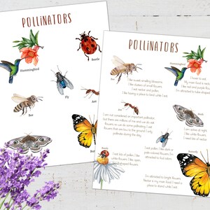 POLLINATOR Unit Study, Anatomy, Nature Study, Science, Homeschool ...