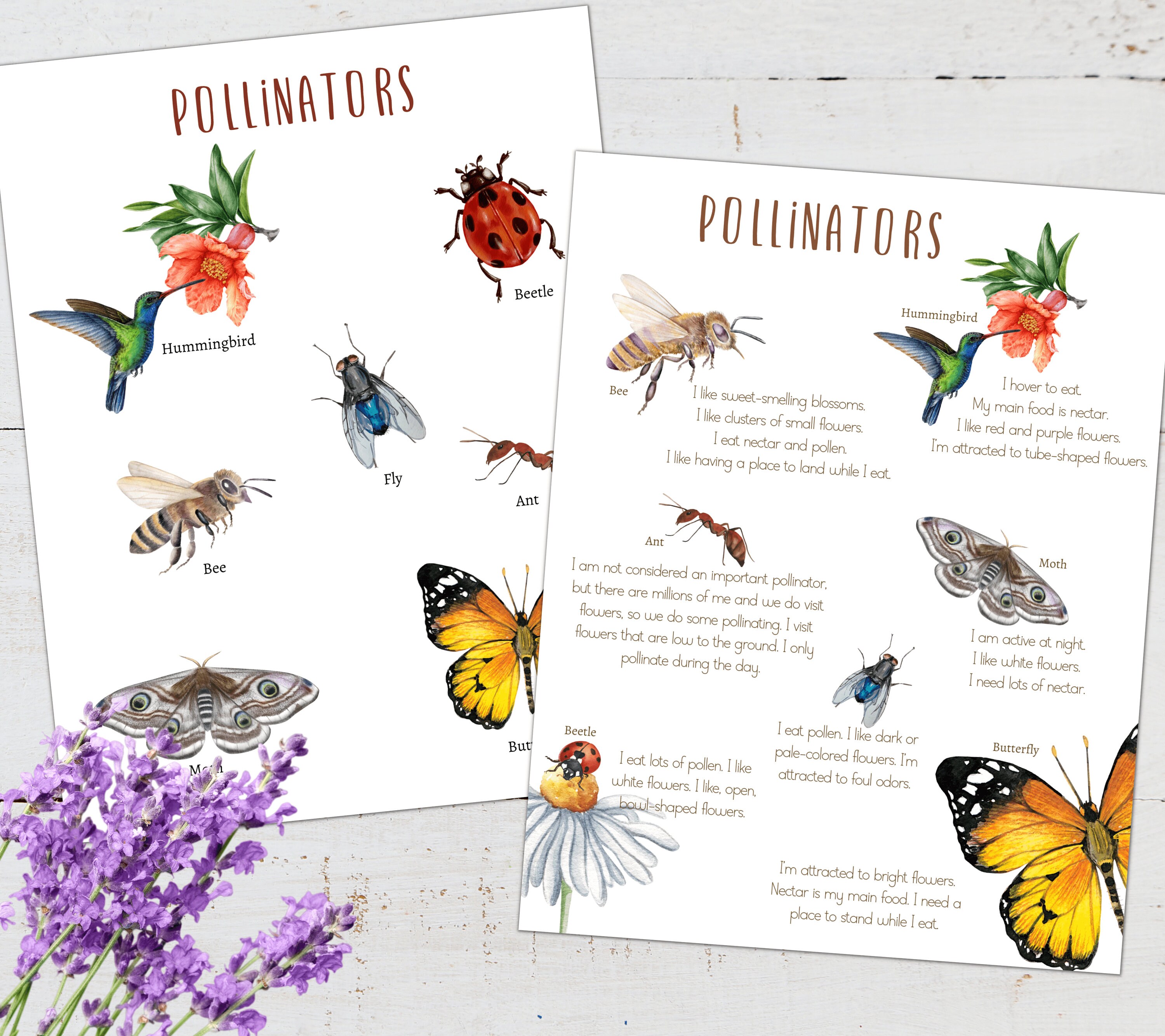 POLLINATOR Unit Study Anatomy Nature Study Science - Etsy Australia