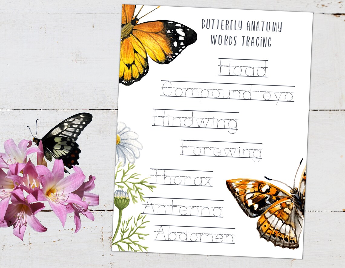 BUTTERFLY Anatomy Poster, Labeling and Tracing Activity, Homeschool ...