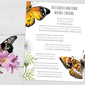 BUTTERFLY Anatomy Poster, Labeling and Tracing Activity, Homeschool ...