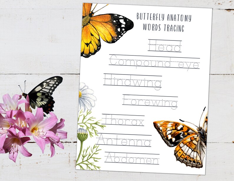 BUTTERFLY Anatomy Poster, Labeling and Tracing Activity, Homeschool ...