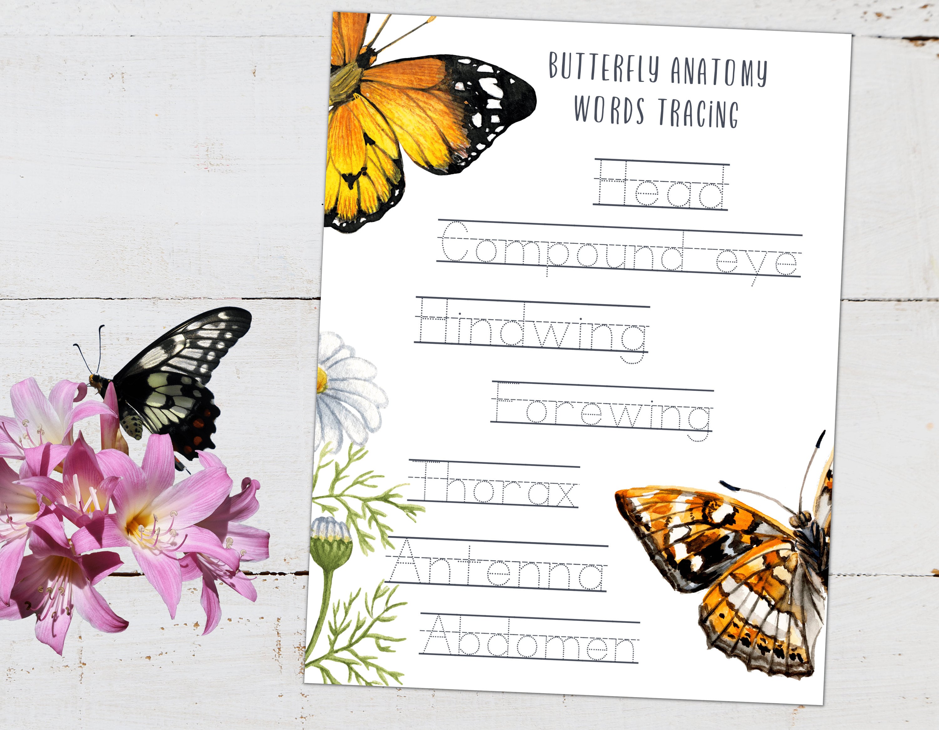 BUTTERFLY Anatomy Poster, Labeling and Tracing Activity, Homeschool ...