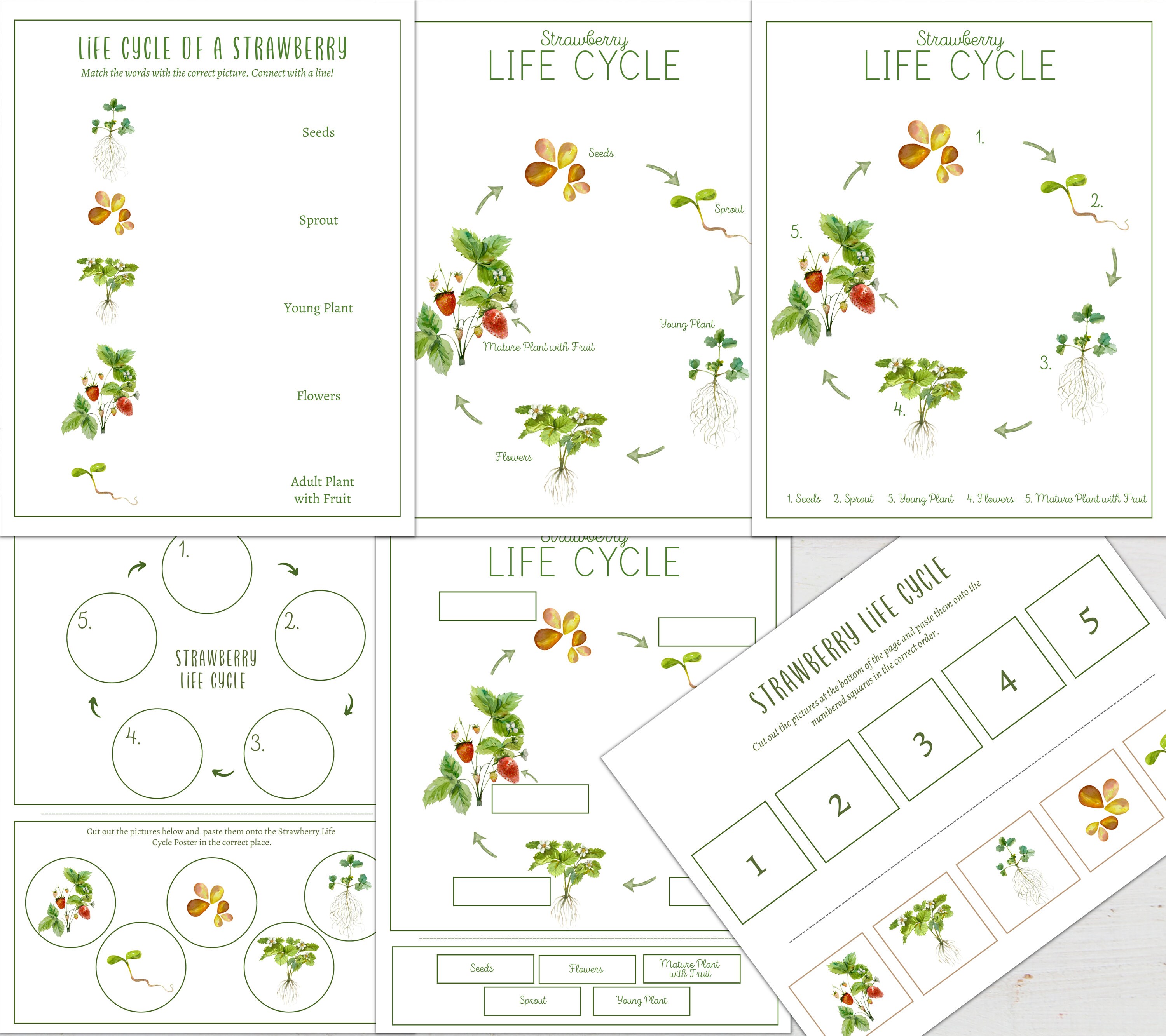 STRAWBERRY Unit Study Life Cycle Anatomy Nature Study - Etsy Canada