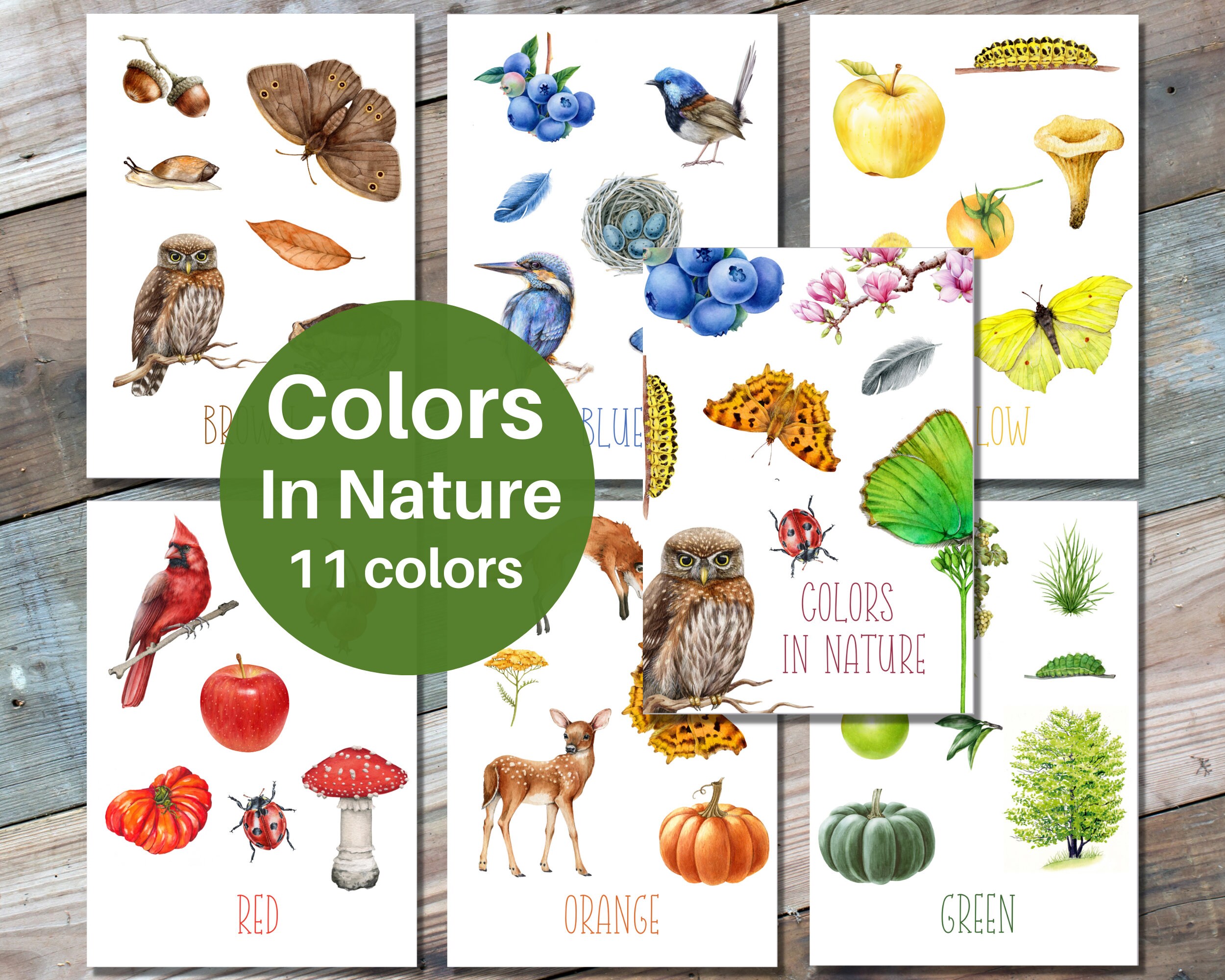 COLORS in Nature Activities Flashcards Color Flashcards - Etsy